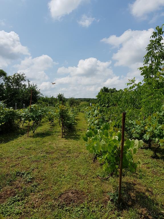 Casa din Vie - Apateu - Oradea - Ghidul HoReCa